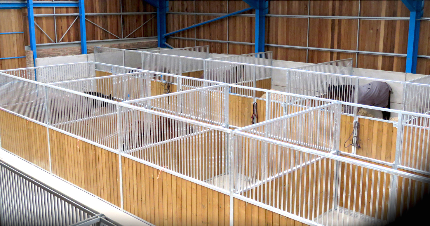 David Irlams1 copy - GH Equestrian